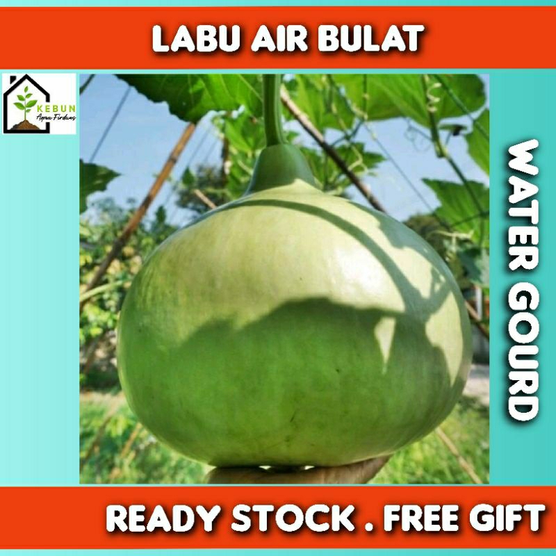 Biji benih Labu Air Bulat 5 biji | Shopee Malaysia