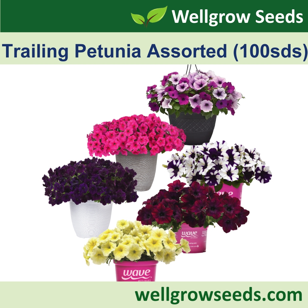 Trailing Petunia (Shock Wave / Easy Wave / E3 Easy Wave) Assorted ...