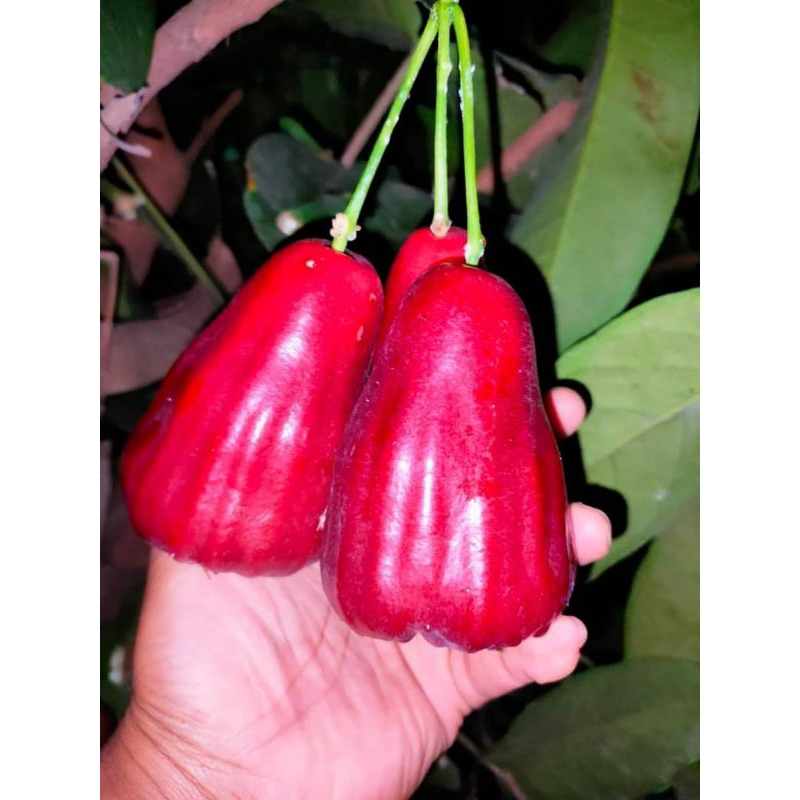 JAMBU MADU BAKA RED HYBRID SAMARINDA INDONESIA | Shopee Malaysia