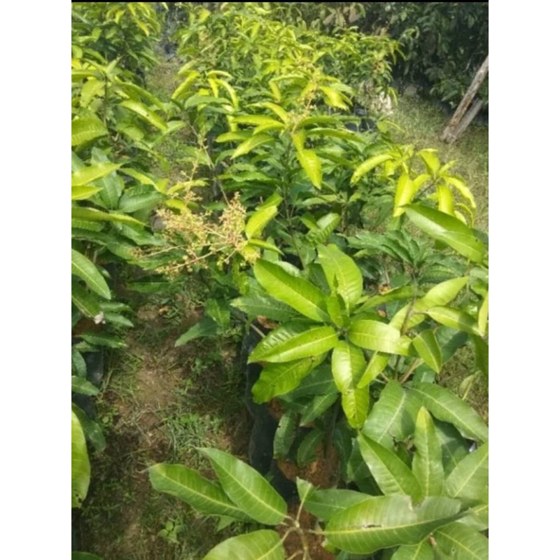 Pokok Mangga Cokanan Sudah Berbuah | Shopee Malaysia