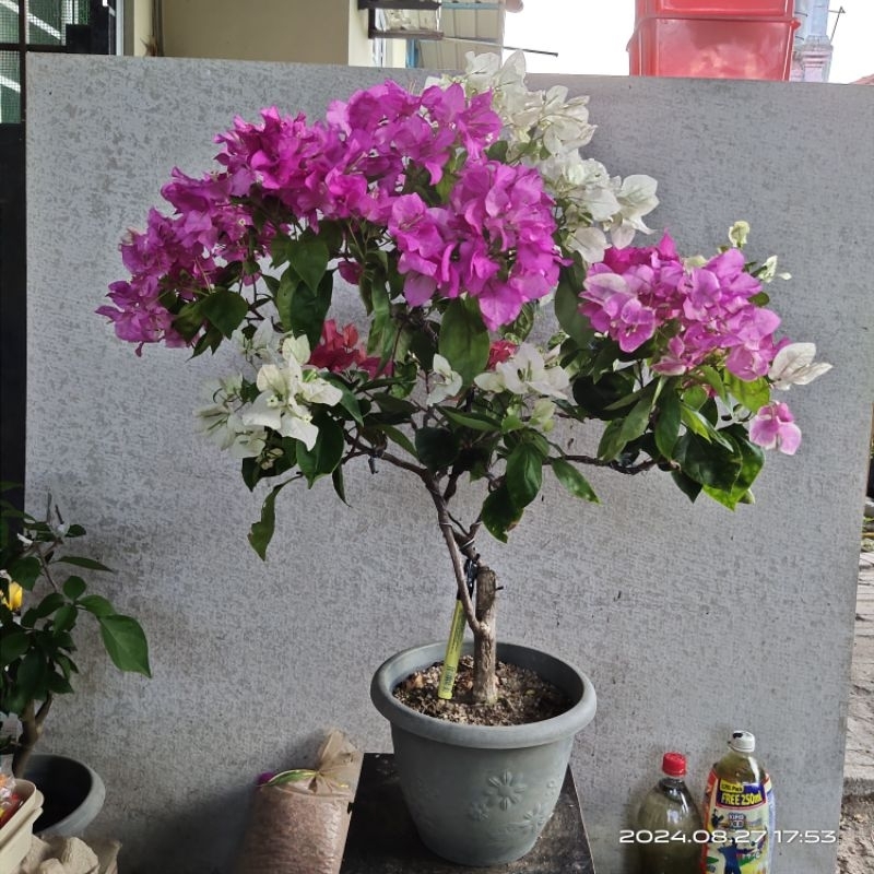 POKOK BUNGA KERTAS 5 WARNA | Shopee Malaysia