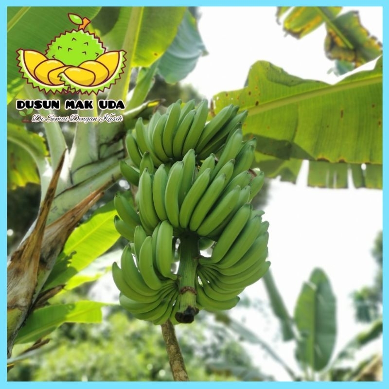 Anak Benih Sulur Pokok Pisang Nangka Bebas Penyakit (ready stock ...