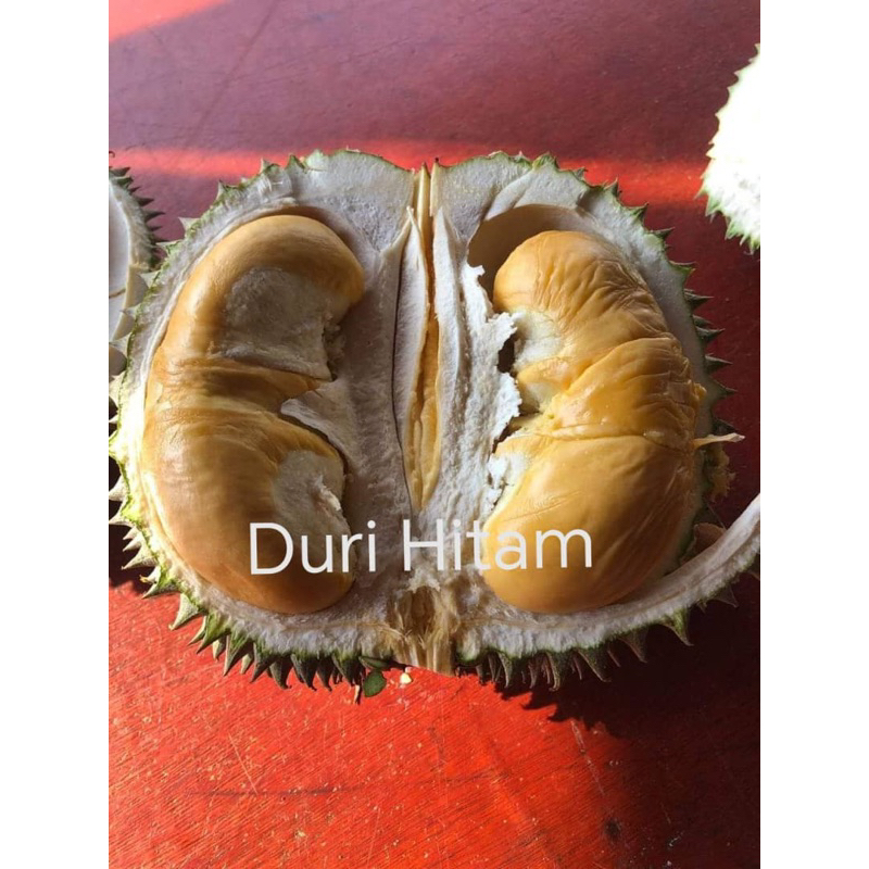 Pokok Durian Duri Hitam 3Kaki | Shopee Malaysia
