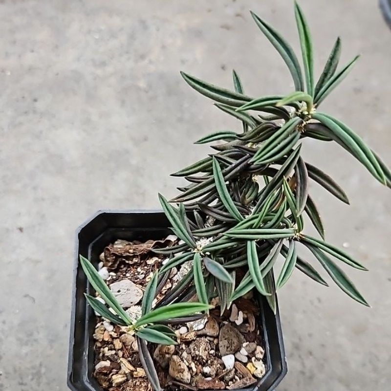 Euphorbia Cylindrifolia ssp rare plant draft plant | Shopee Malaysia