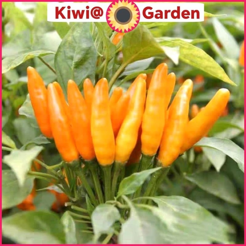 Small Yellow Pepper chili Seeds (12+/-) Benih Lada Cili Padi Kuning ...