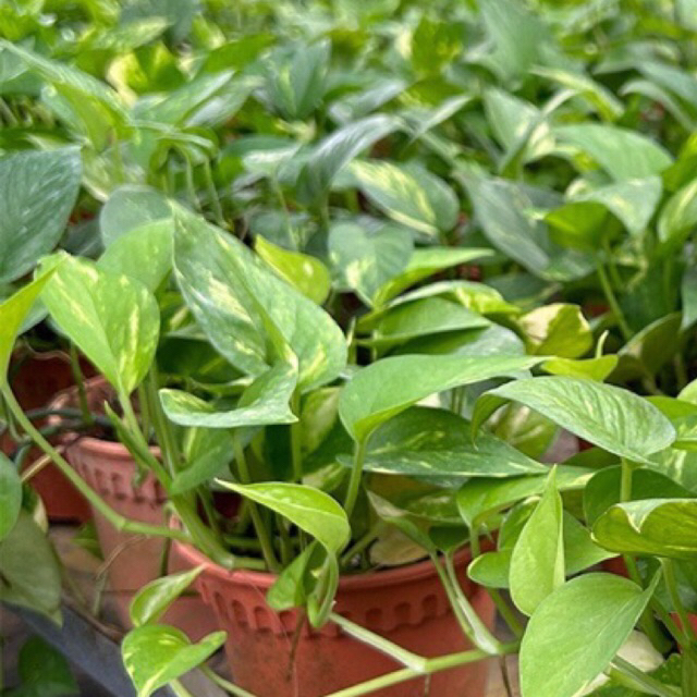 POKOK MONEY PLAN (menjalar) | Shopee Malaysia