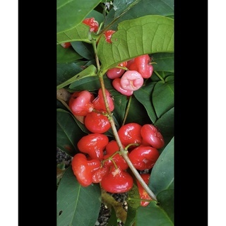 ANAK POKOK JAMBU BERTIH MERAH HYBRID | Shopee Malaysia