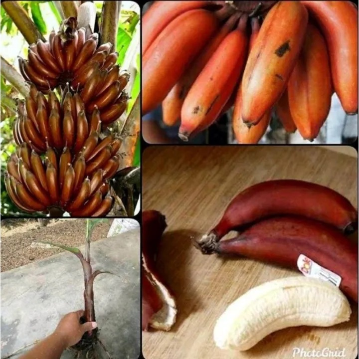 SULUR POKOK PISANG RAJA UDANG / PISANG MERAH 'Red Dacca' | Shopee Malaysia