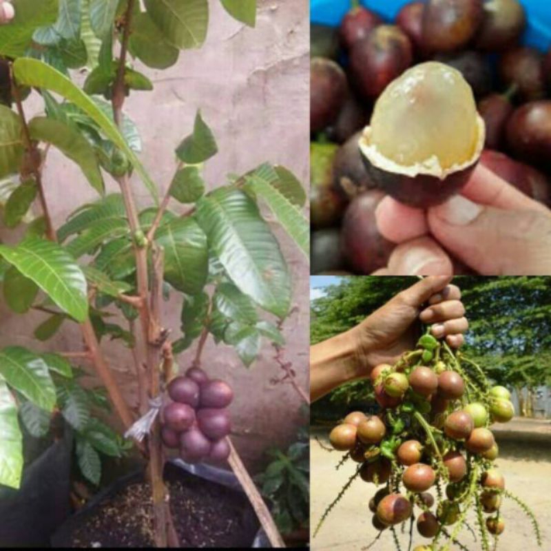 Pokok Anggur Brazil + longan Brazil boleh tanam di pasu !!!! anak pokok ...