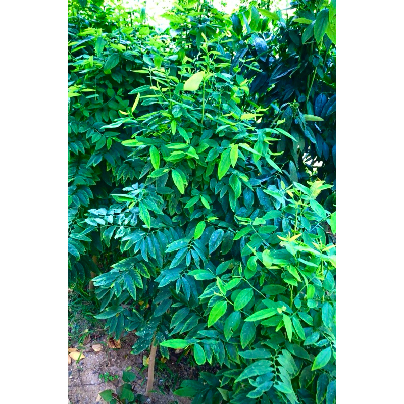 BUY 3 FREE 1 Anak Pokok Pucuk Manis/ Pokok Sayur Manis /Pokok Cekur ...