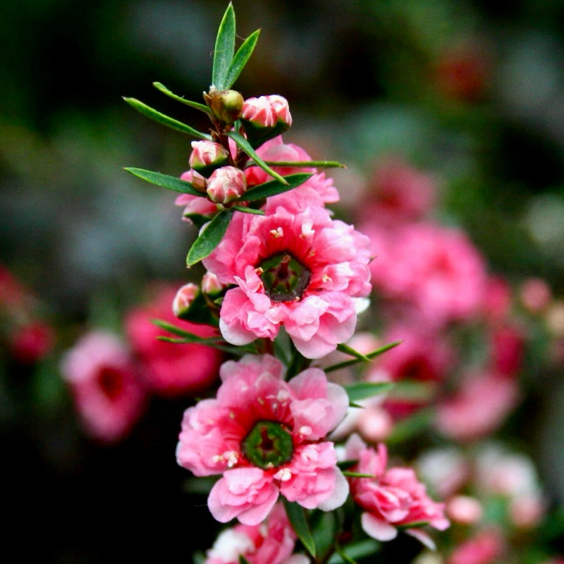 🔥OUTDOOR🔥 MANUKA TREE / Pokok Manuka Myrtle / New Zealand Tea ...