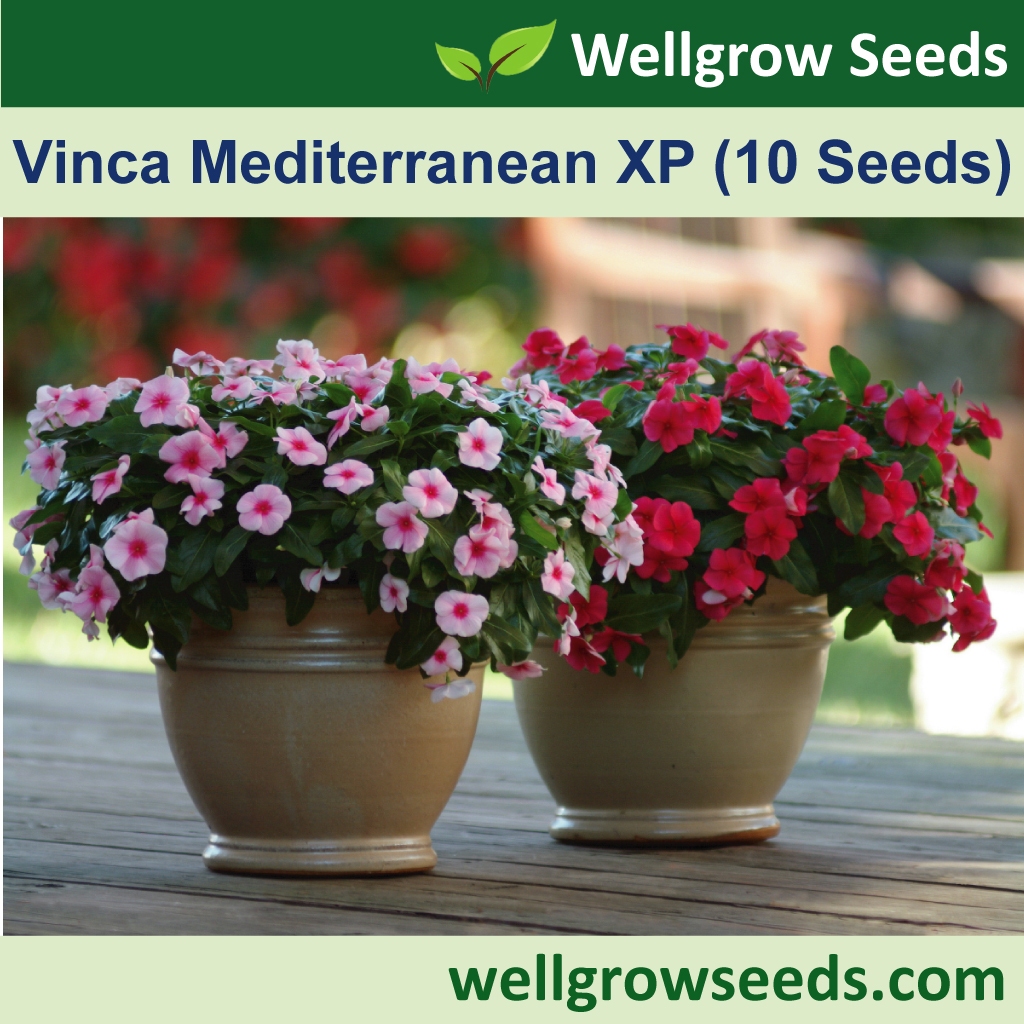 Vinca Trailing Mediterranean XP Assorted Colour (10 seeds) 长春花：地中海XP系列 ...