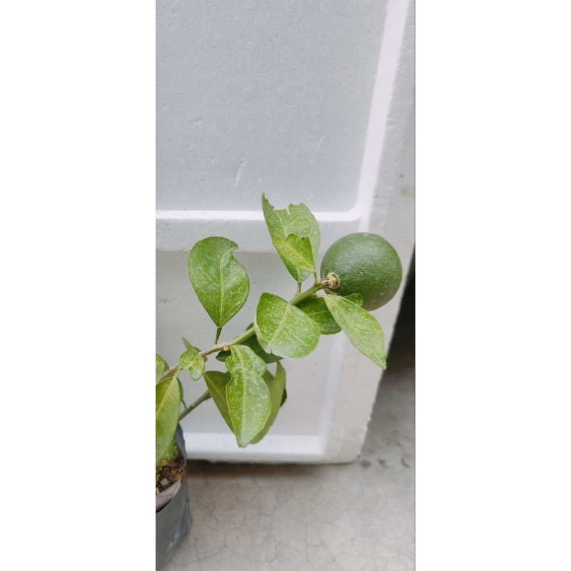 POKOK LIMAU BALI SUNKIST MANIS SIAP BUAH | Shopee Malaysia