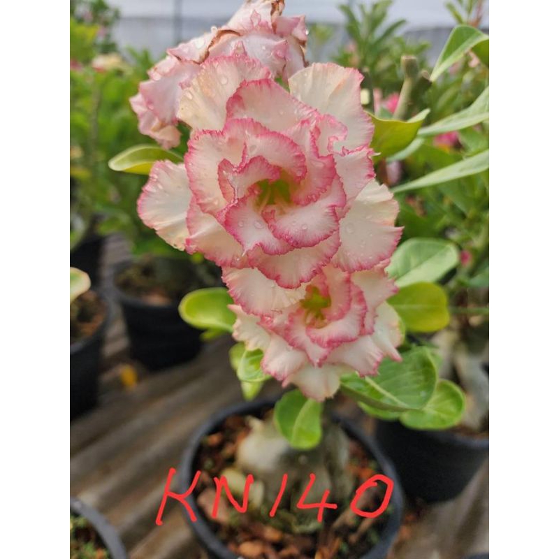 KEMBOJA ADENIUM pasu saiz 6 2id | Shopee Malaysia