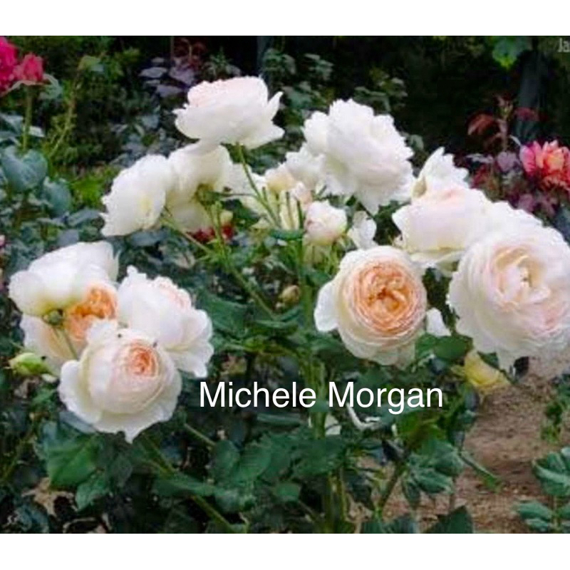 English Ros ID Michele Morgan (Grafted rose) | Shopee Malaysia