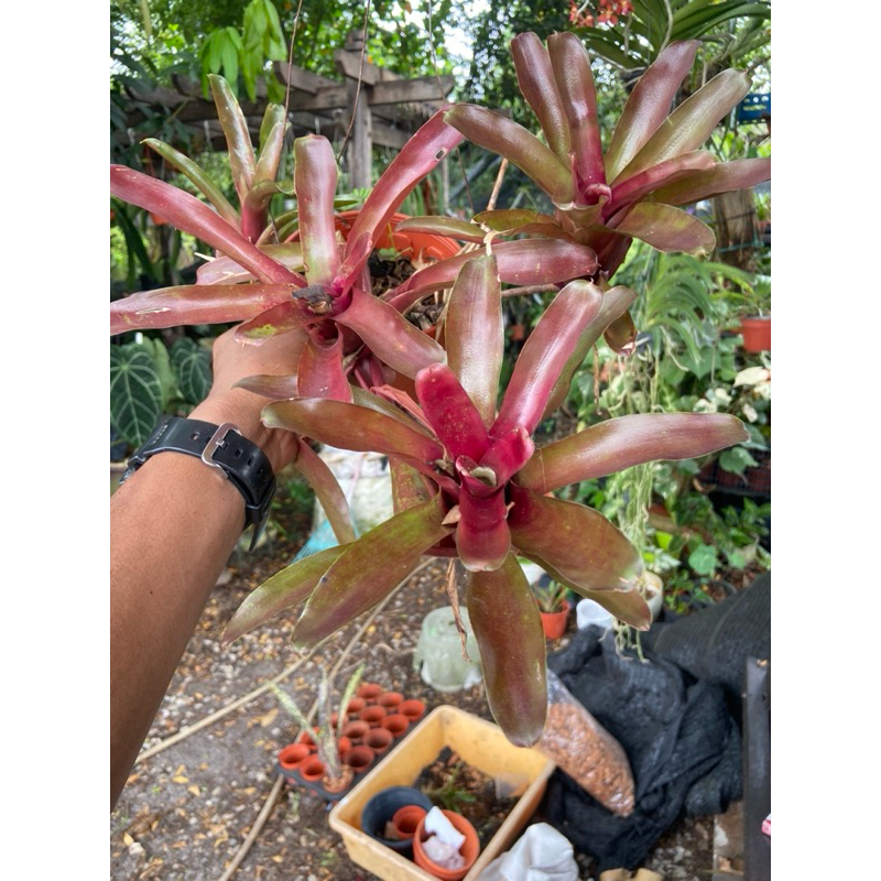 Bromeliad Neogrelia Fireball (keluarga bromelia) | Shopee Malaysia