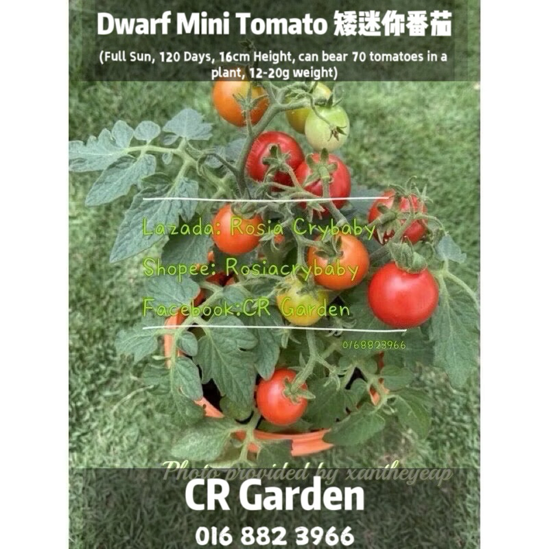 Dwarf Mini Tomato 15 Seeds 矮迷你番茄15粒 (Full Sun, 120 Days, 16cm Height ...