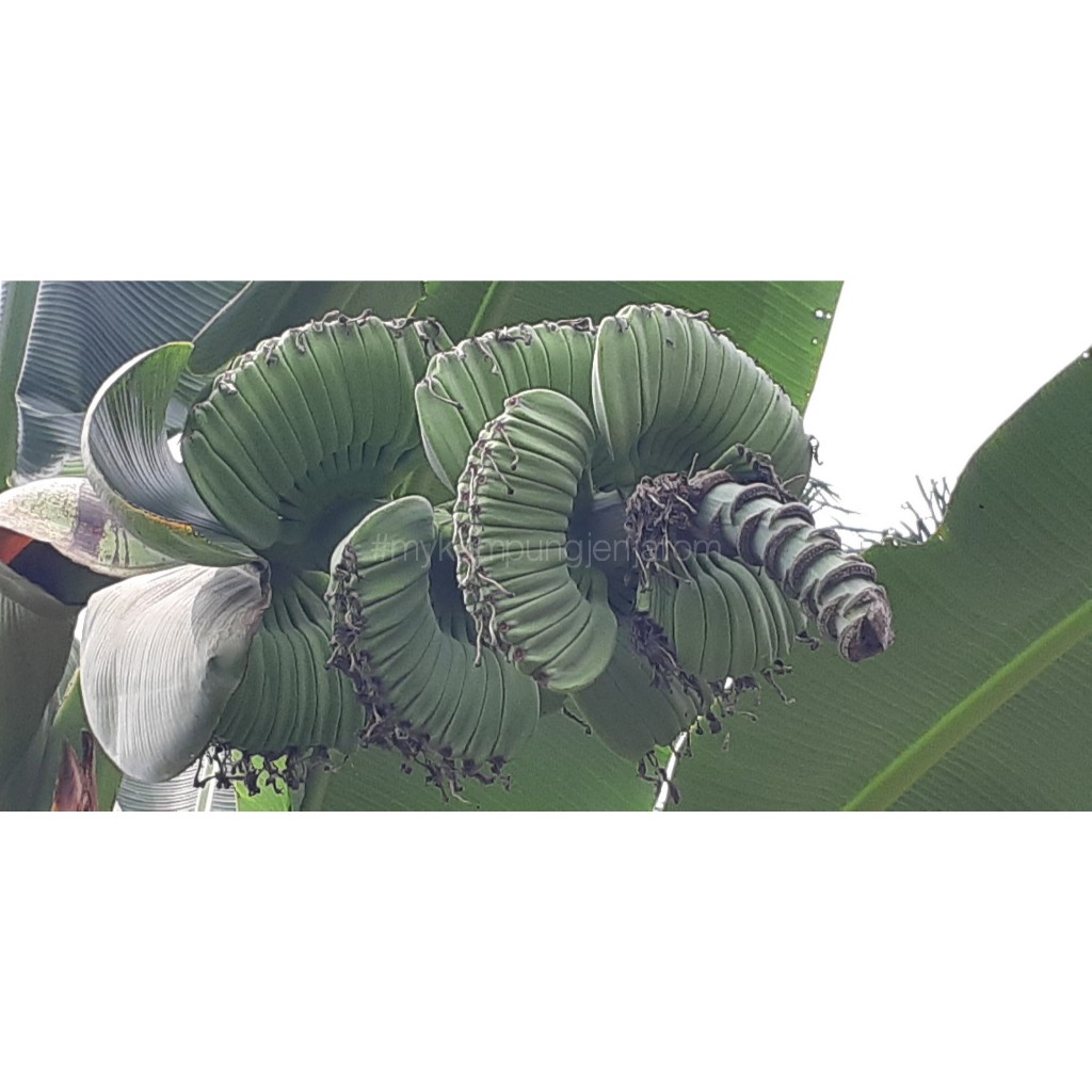 Rare SULUR PISANG DOA / KERANG / PRAYING HAND | Shopee Malaysia