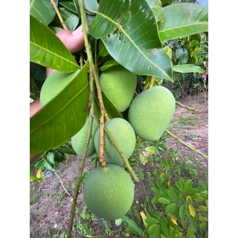MANGGA TELUR MUDA / PAUH RINGAN / PELAM TELUR MUDA | Shopee Malaysia