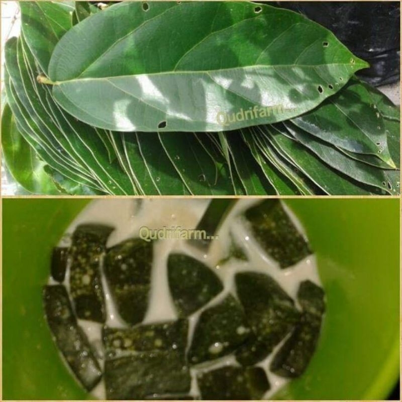 Pokok Cincau Hijau Perdu ( 8 keratan) | Shopee Malaysia