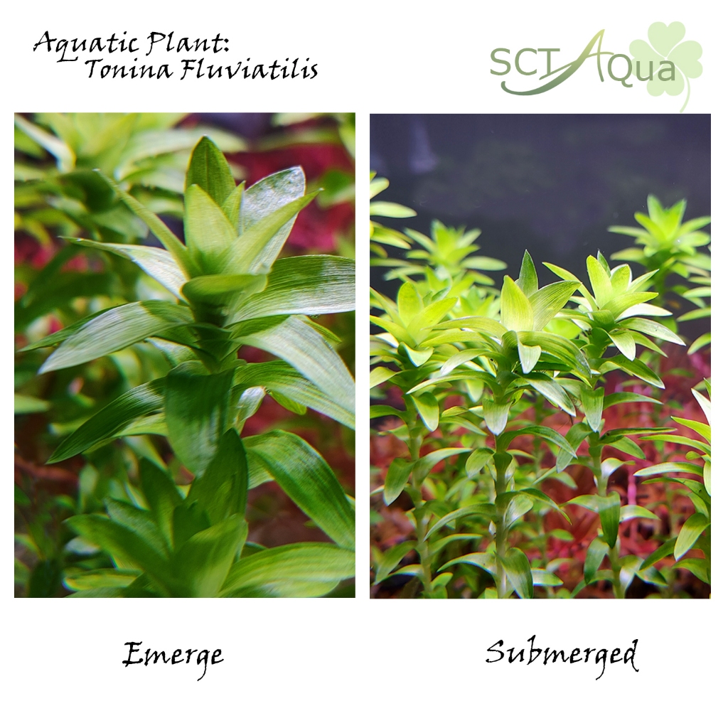 Tonina Fluviatilis宽叶太阳-6 stems /Emerged水上叶/Aquatic plant/Tumbuhan ...