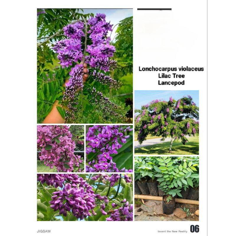 KKB Lilac Tree, Lonchocarpus violaceus, Tropical Wisteria, Lancepod ...