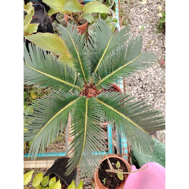 (KS) Pokok cycas sago palm | Shopee Malaysia