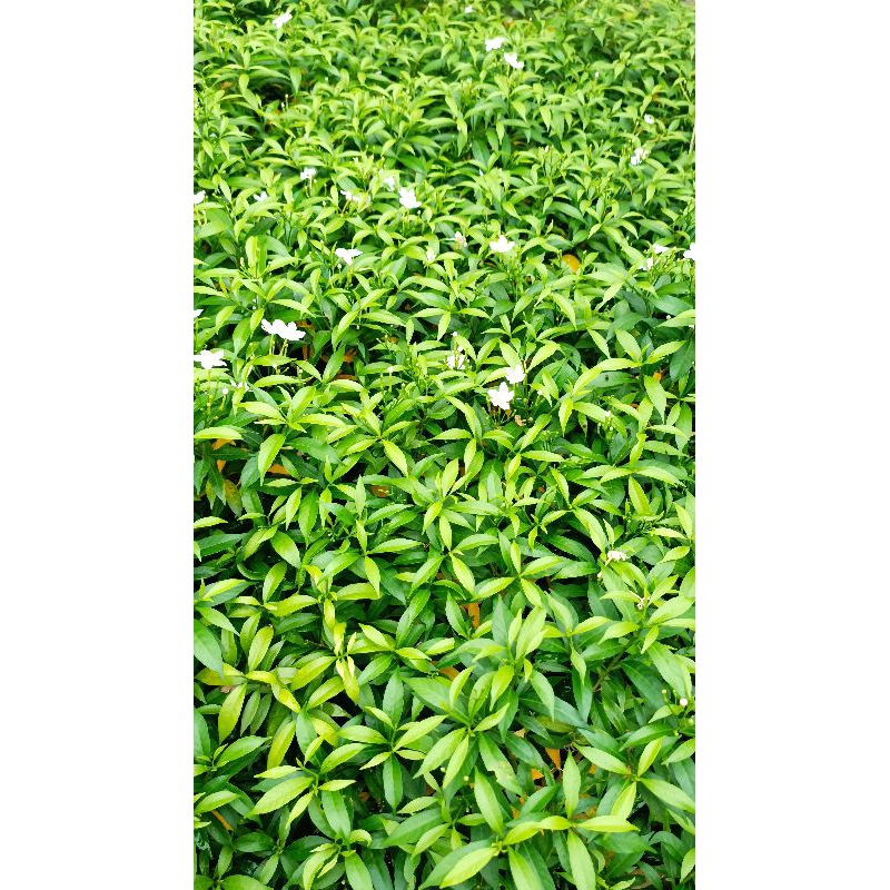 white jasmine evatarmia/bunga jasmin/pokok bunga kubur jasmin putih ...