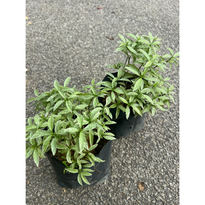 Jasmine Batik - Pokok Lanskap tahan Panas - Bunga Kubur | Shopee Malaysia