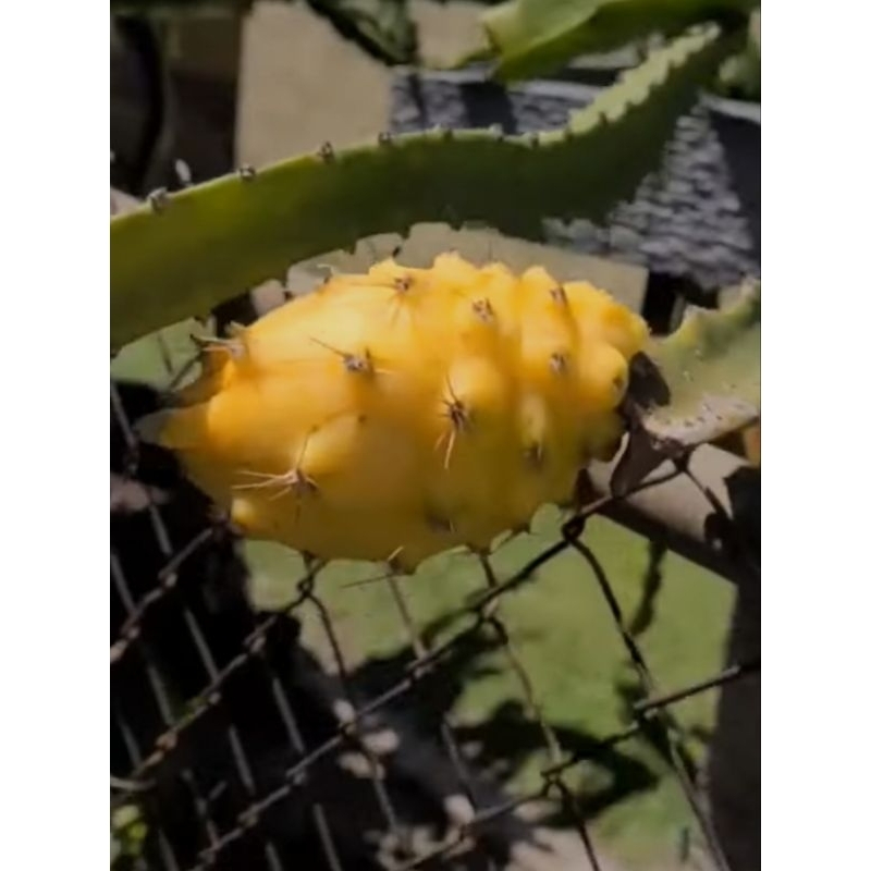 Dragon Fruit Ecuador Palora / Ecuador Palora | Shopee Malaysia