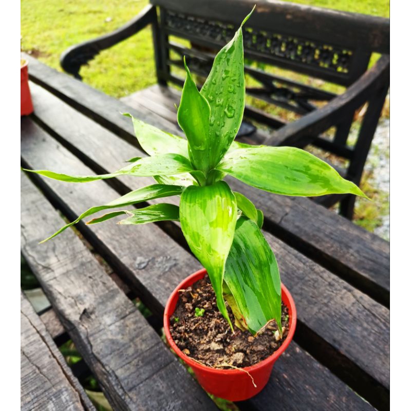 Pokok Lotus Bamboo(anak pokok) | Shopee Malaysia