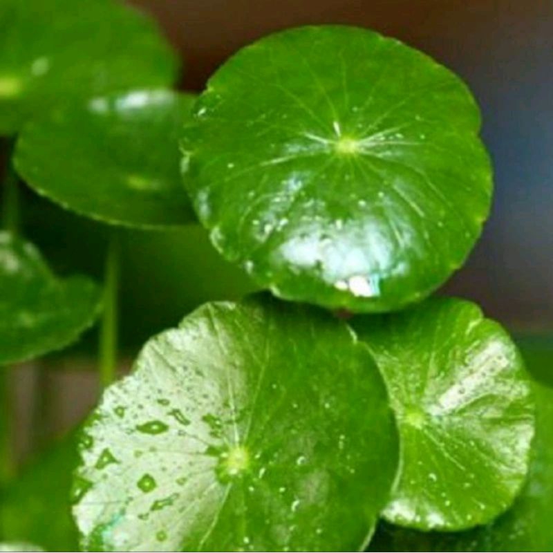 Anak Pokok Pegaga Air Ulam Kesihatan Centella Asiatica Coin Grass Coin ...