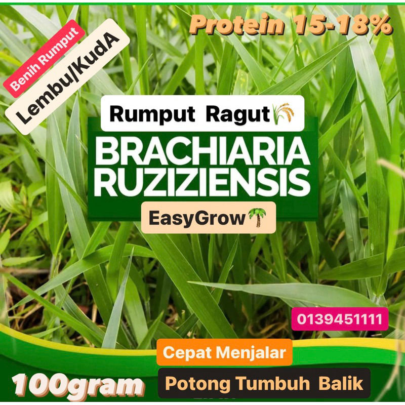 100gram No 1 Thailand Biji Benih Rumput Ruzi Grass Seeds Rumput Lembu ...