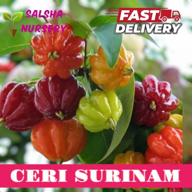 🌱 POKOK CERI SURINAM CERI MEKAH Eugenia uniflora tree | Shopee Malaysia
