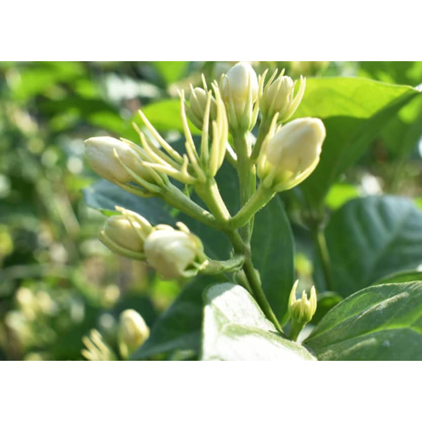 LIVE PLANT-MALIGAI POO /POKOK BUNGA MELUR /JASMINE FLOWER | Shopee Malaysia