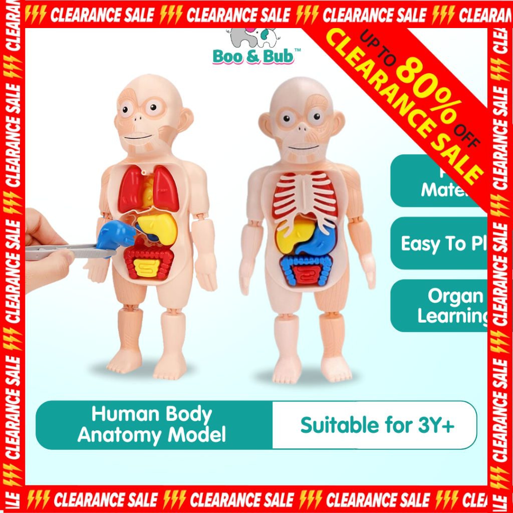 🐘Boo&Bub🐘 DIY Assembled Human Body Anatomy Model | Montessori ...
