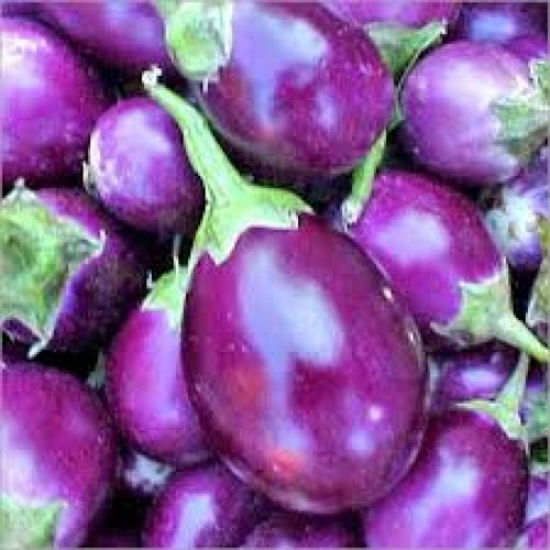 Benih Terung Ungu Bulat | Shopee Malaysia