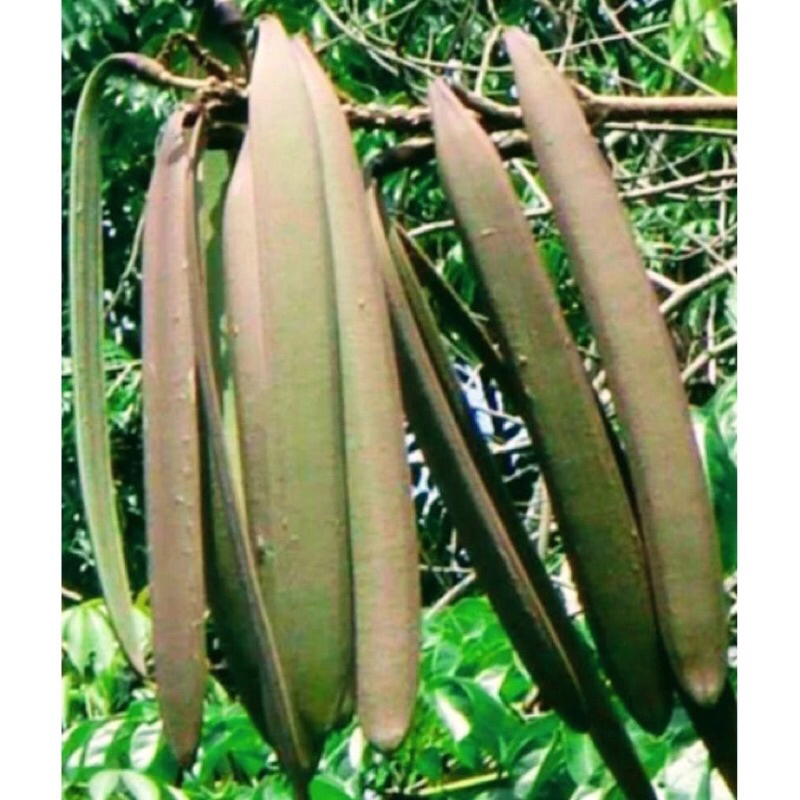 ULaM beka/beko bonglai atau Oroxylum indicum segar | Shopee Malaysia