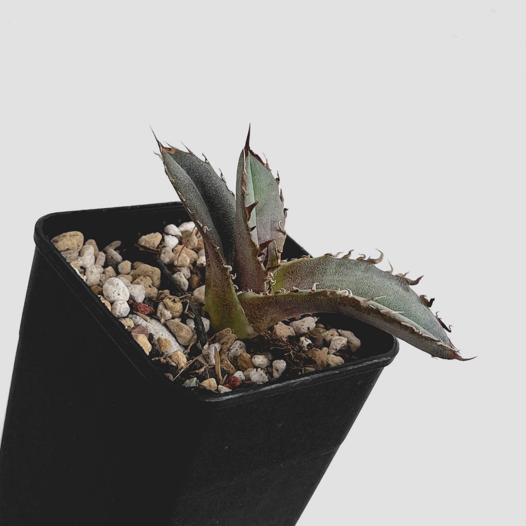 zac.culent - Agave titanota 'White Whale' (白鲸严龙 龙舌兰) (Cactus Succulent) | Shopee Malaysia