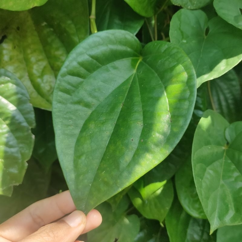 Keratan Batang Pokok Sirih / Sireh / Daun Sirih Sireh Segar / Piper ...