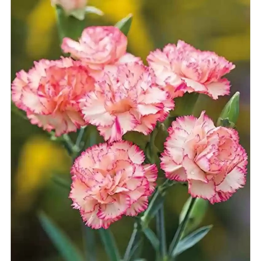 Pokok Bunga Carnation aka Dianthus Caryophyllus | Shopee Malaysia