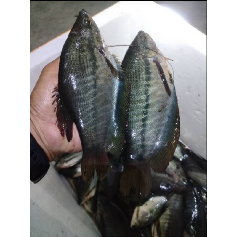 Pekasam ikan sepat kedah ori | Shopee Malaysia