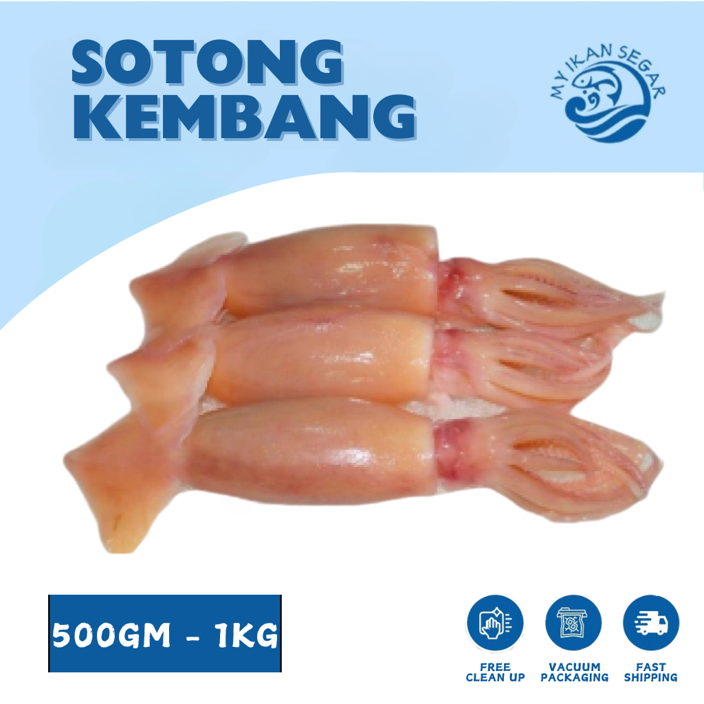 SOTONG KEMBANG 500G/1KG SOTONG KEMBANG FROZEN FOOD SOTONG SEAFOOD ...
