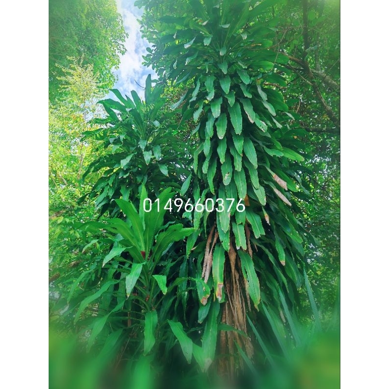 Keratan dracaena/pokok landscape/pokok besi | Shopee Malaysia