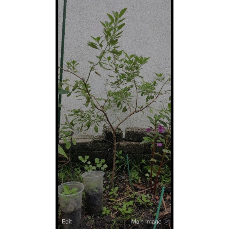 Anak pokok Ruku-ruku / Thai basil / Holy Basil / selasih | Shopee Malaysia