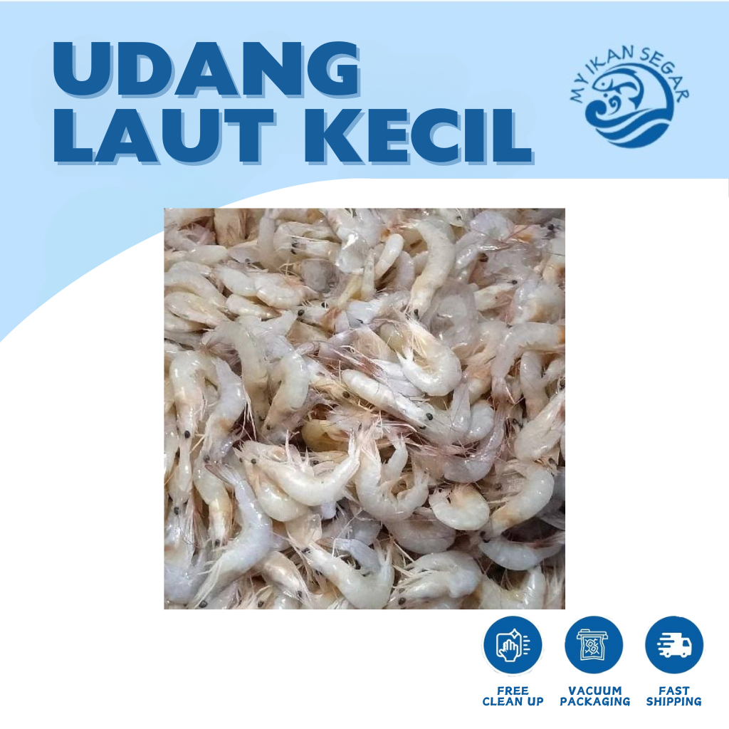 UDANG LAUT KECIL UDANG FRESH 1KG UDANG SEGAR SEAFOOD FRESH PRAWN FRESH ...