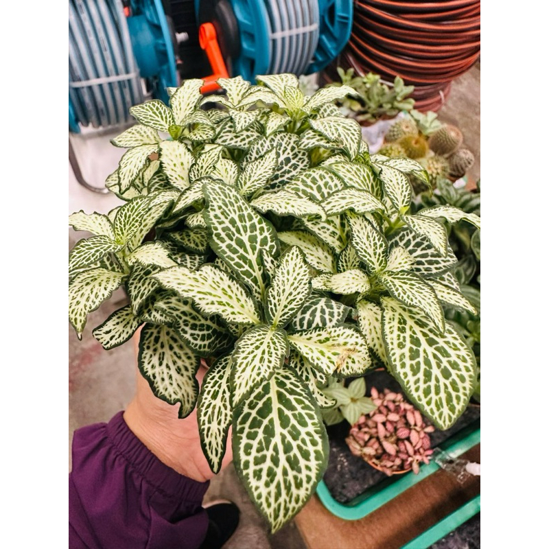 Fittonia Albivenis green , pink | Shopee Malaysia