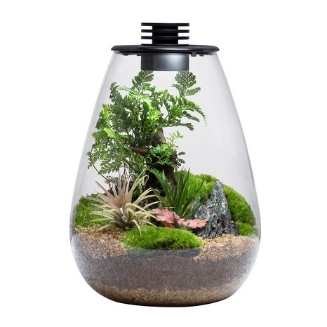 BIOLOARK TERRARIUM TANK aquascaping tank potted plant pasu aquascape ...