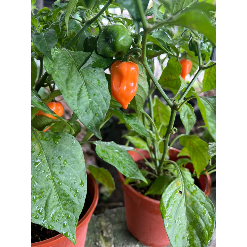 Ghost Pepper Hot - Cili Hantu Pedas Berapi 100x 🔥💥 (Limited Stock ...