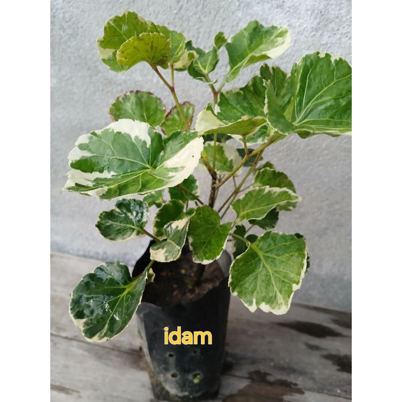 Pokok Aralia/Pokok bunga viral/hiasan laman/Indoor/Outdoor | Shopee ...